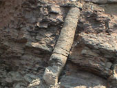 Polystrate fossils: evidence for a young earth (Finnish) - creation.com