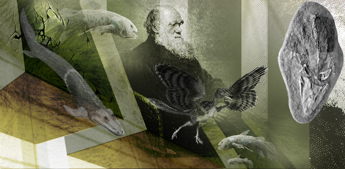 Abandoned transitional forms (Croatian) - creation.com