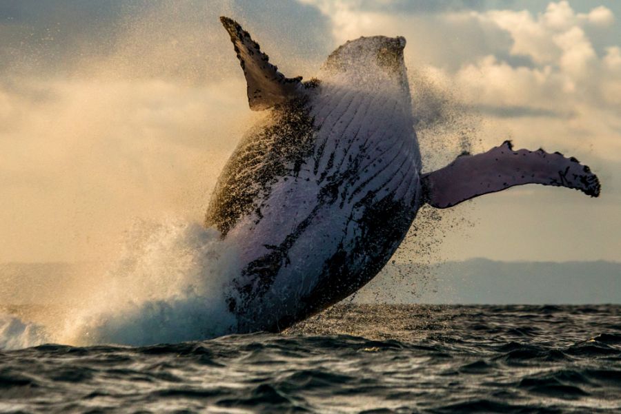 Do Whales Have Leg genes 