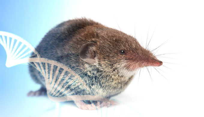 Shrew venom origin