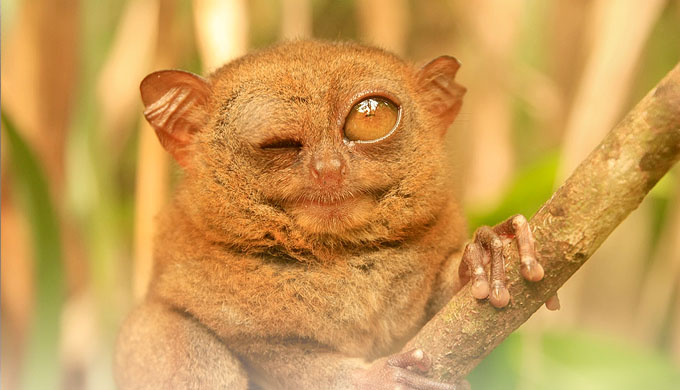 Tarsier