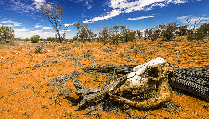 Resolving animal suffering