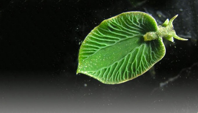 Solar powered sea slugs defy evolution