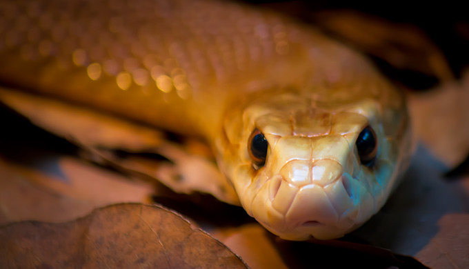 Snake evolution story stymied