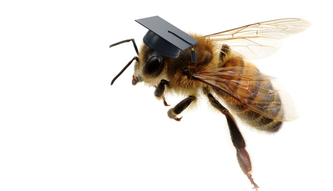 Brainy bees