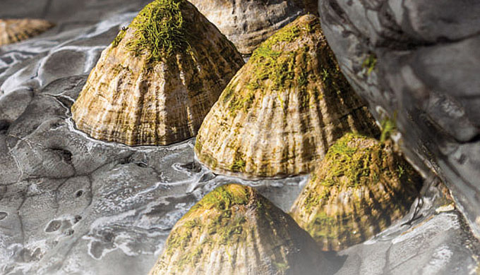 Limpet teeth break strength record