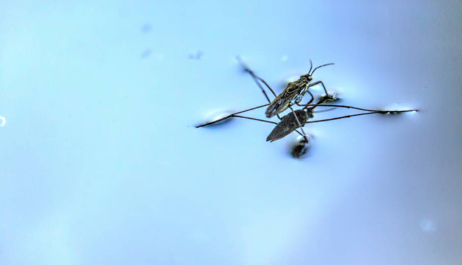 Surface Tension Bug Water Strider