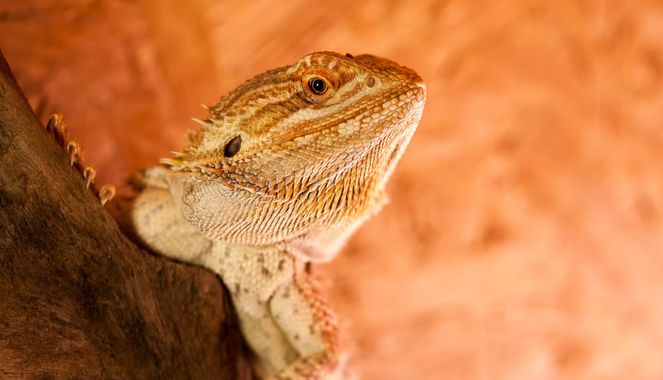 Did The Ear Bones Of Mammals Really Evolve From The Jawbones Of Reptiles 