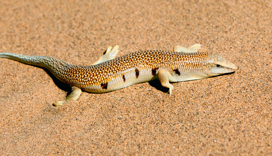 Lizard skin inspires lubricant-free slipperiness