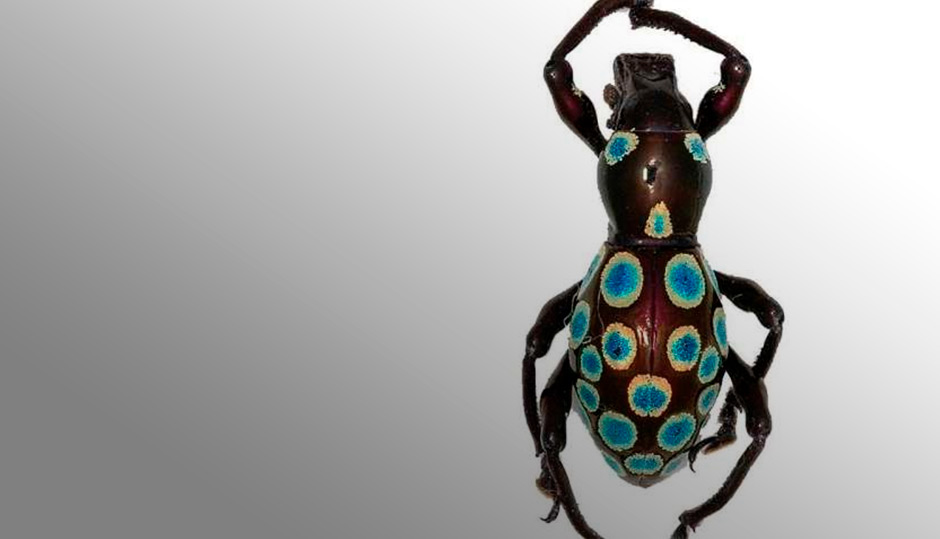 Rainbow spot design challenges engineers