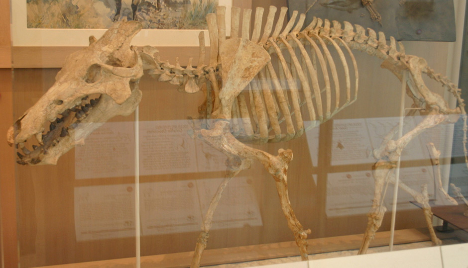 What is Archaeotherium? Pig or hippopotamus? What is Onychonycteris ...