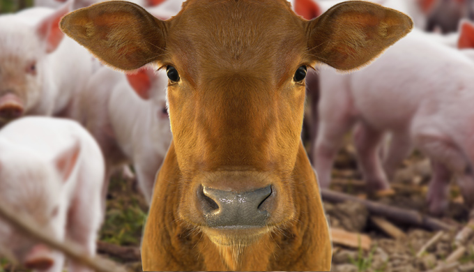 Can a cow become a hog