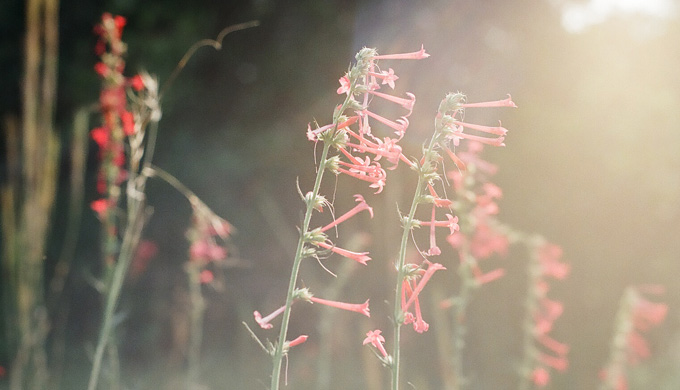 Creation from nothing in Genesis 1