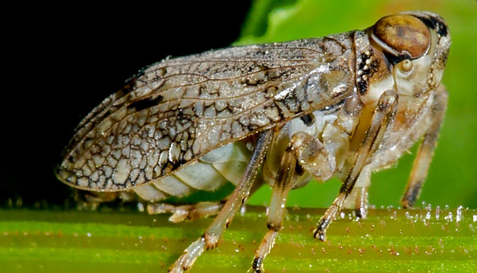 Toothed gears jumping insects