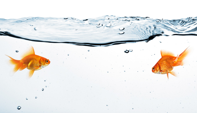 tale two fish - creation.com